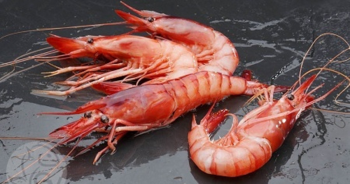 Themed Lunch Algarve Red Gamba - What's On - JNcQUOI World, Embracing L ...